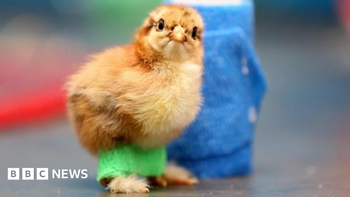 Wobbly chick Roley gets leg splints to help her walk - BBC News