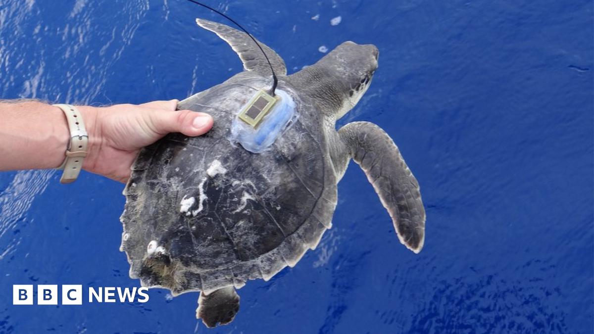 'Lost' sea turtles don't go with the flow - BBC News