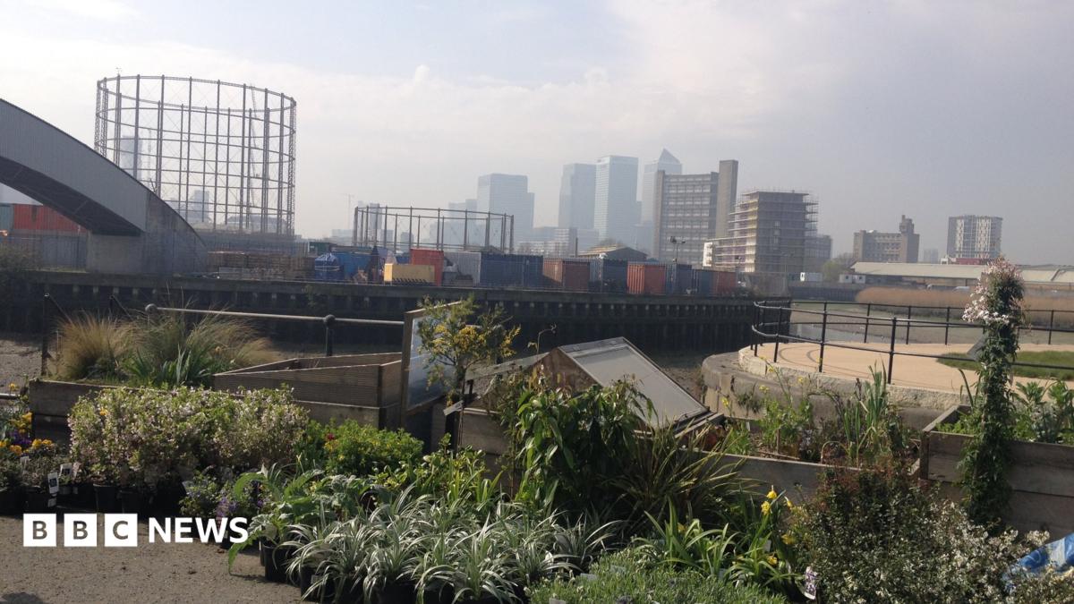Project to turn grey Britain green - BBC News