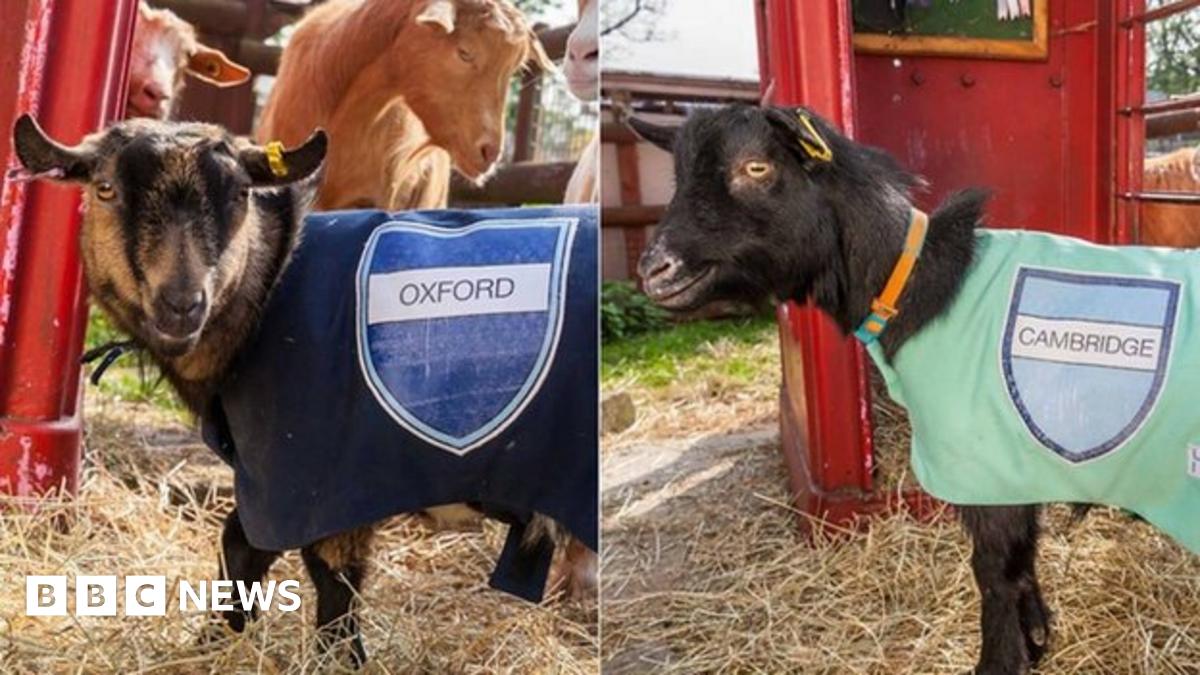 Pygmy goats race in Oxford Cambridge Goat Race - BBC News
