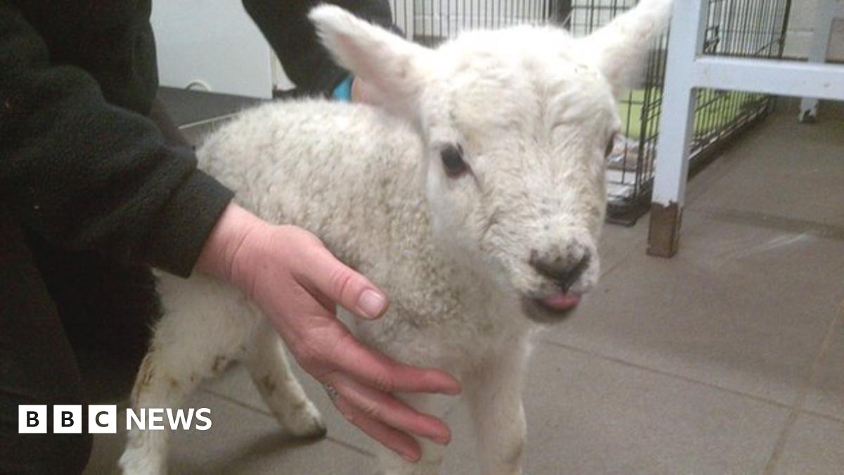 Lamb rescued from barbed wire fence in East Lothian - BBC News