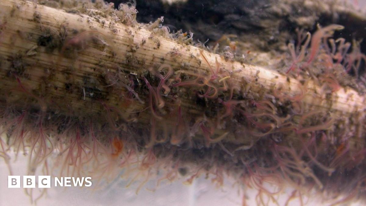 Zombie worms ate plesiosaur bones - BBC News