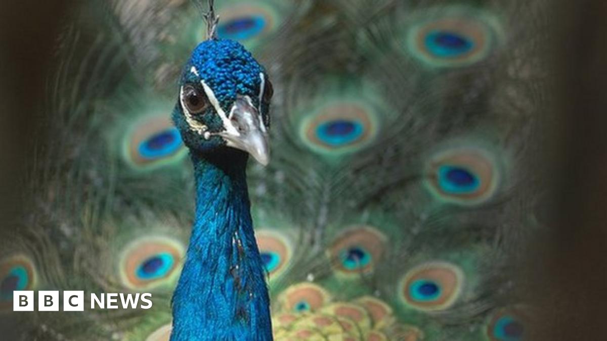 'Jealous' peacocks damage cars in Clyst St Mary - BBC News