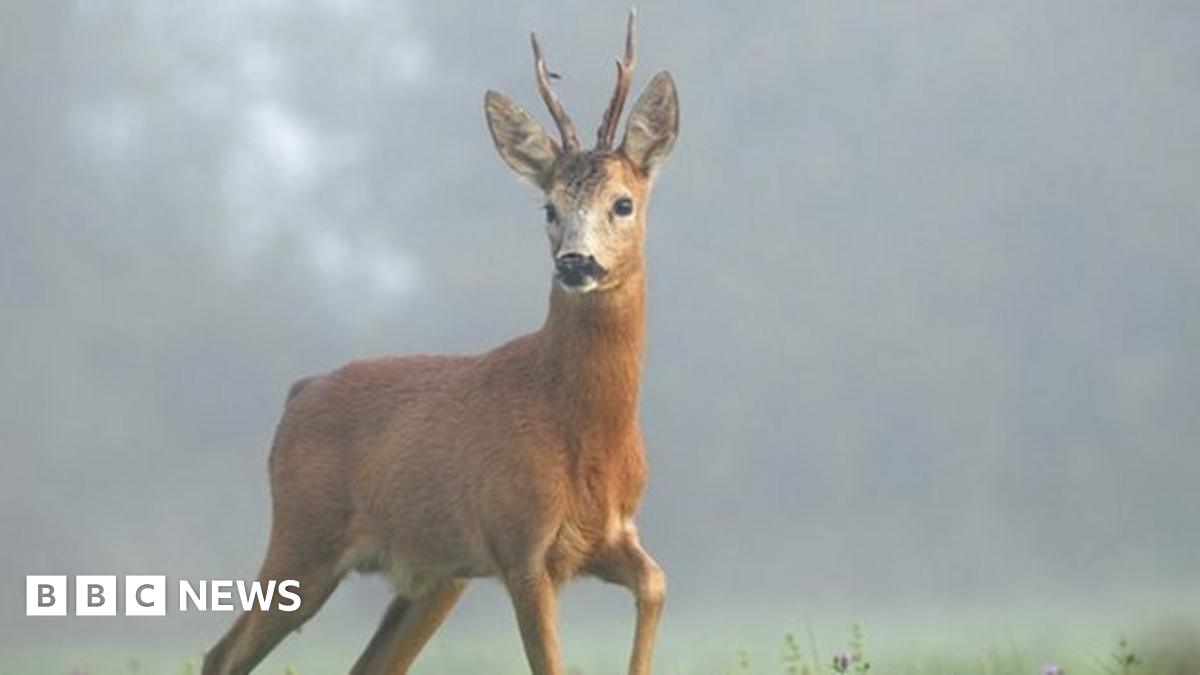 Aberdeen council challenged over Tullos Hill deer cull - BBC News