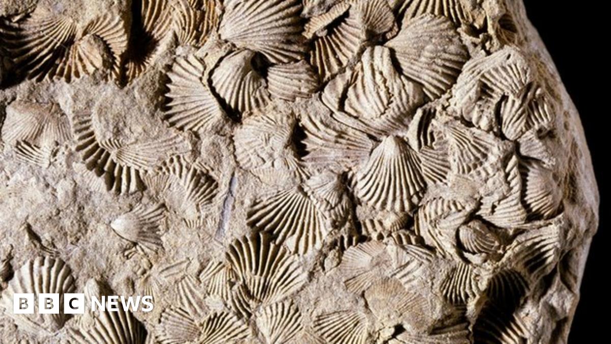 New mass extinction event identified by geologists - BBC News