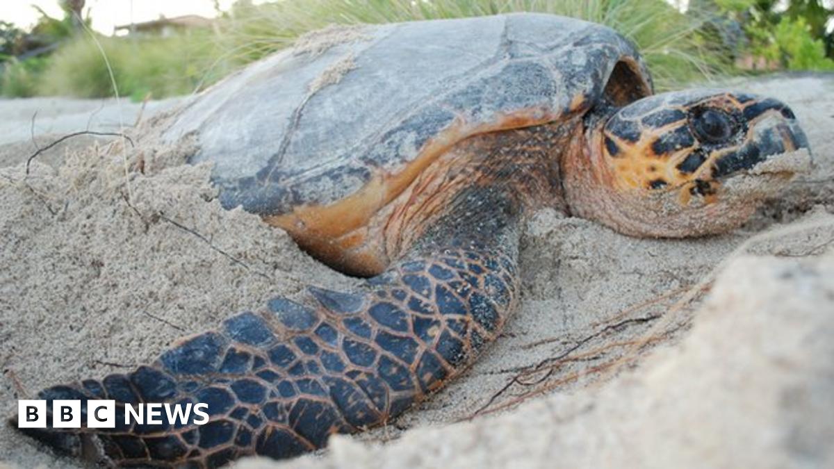 The island where endangered Hawksbill turtles thrive - BBC News