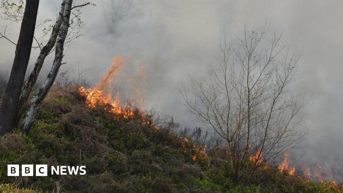 Surrey heathland fires: Suspected arson - BBC News