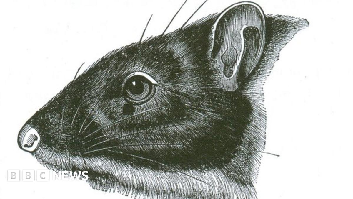 Caribbean super-rat history extracted from DNA - BBC News