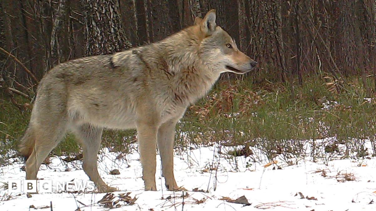 Cameras reveal the secret lives of Chernobyl's wildlife - BBC News