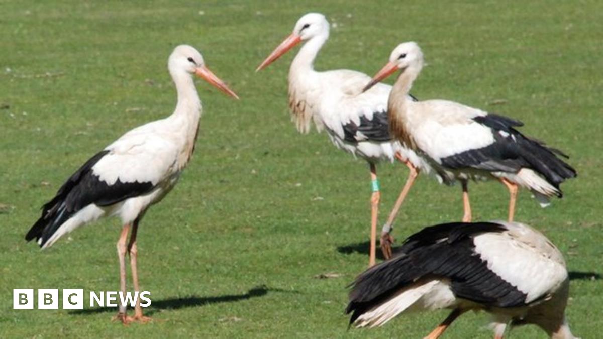 Storks brought to Norfolk's Shorelands Wildlife Gardens, Diss - BBC News