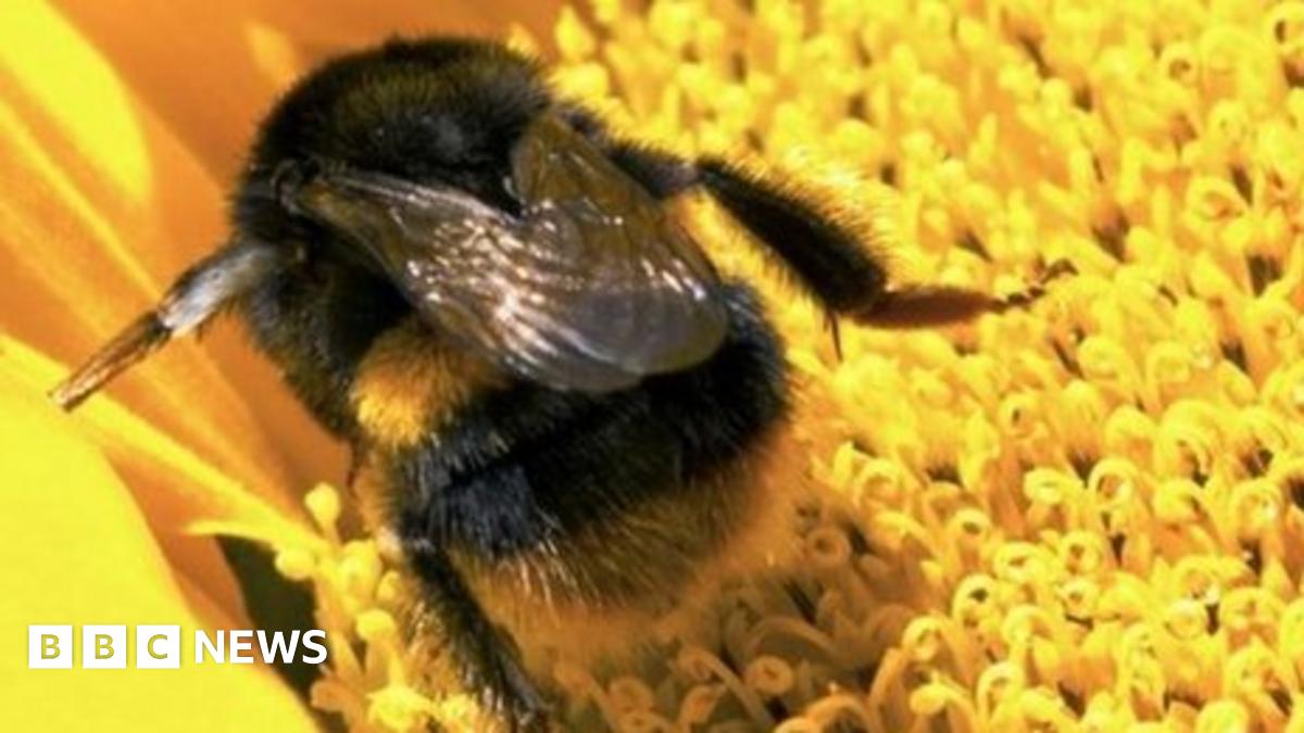 Bumblebee project under way in Peak District - BBC News
