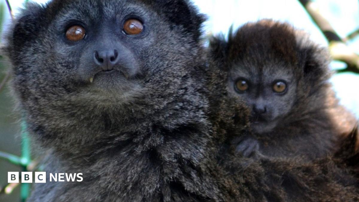 Two lemurs found dead after Curraghs Wildlife Park fire - BBC News