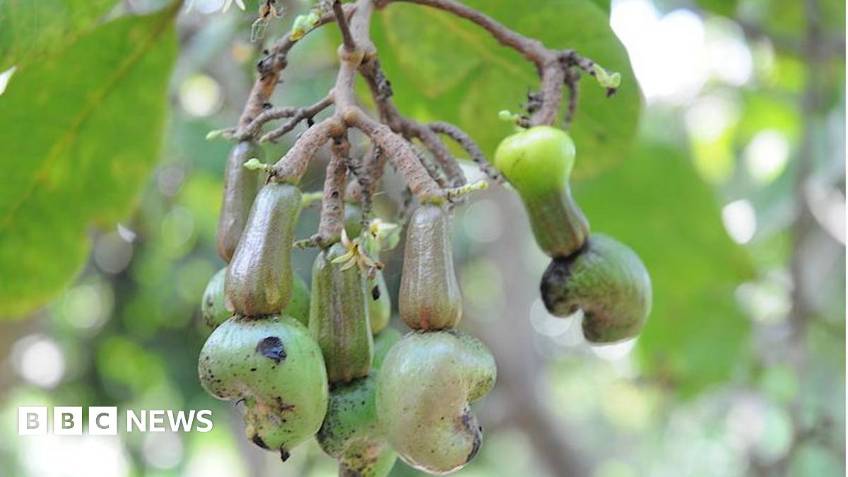 Forests are 'key feature' of food security landscape - BBC News