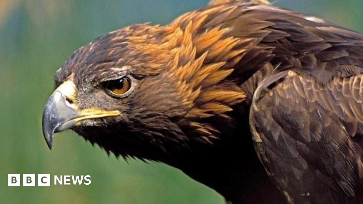 Escaped Suffolk golden eagle found safe and well - BBC News