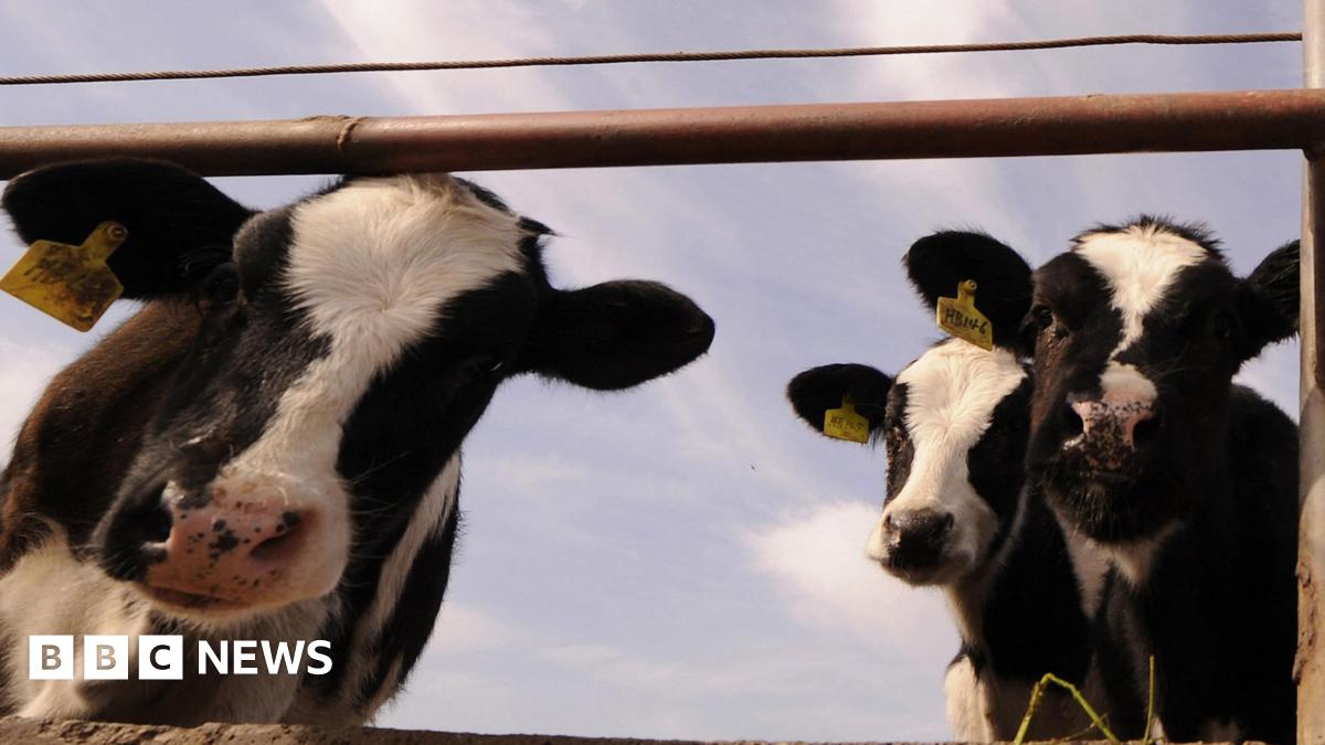 The cows that queue up to milk themselves - BBC News