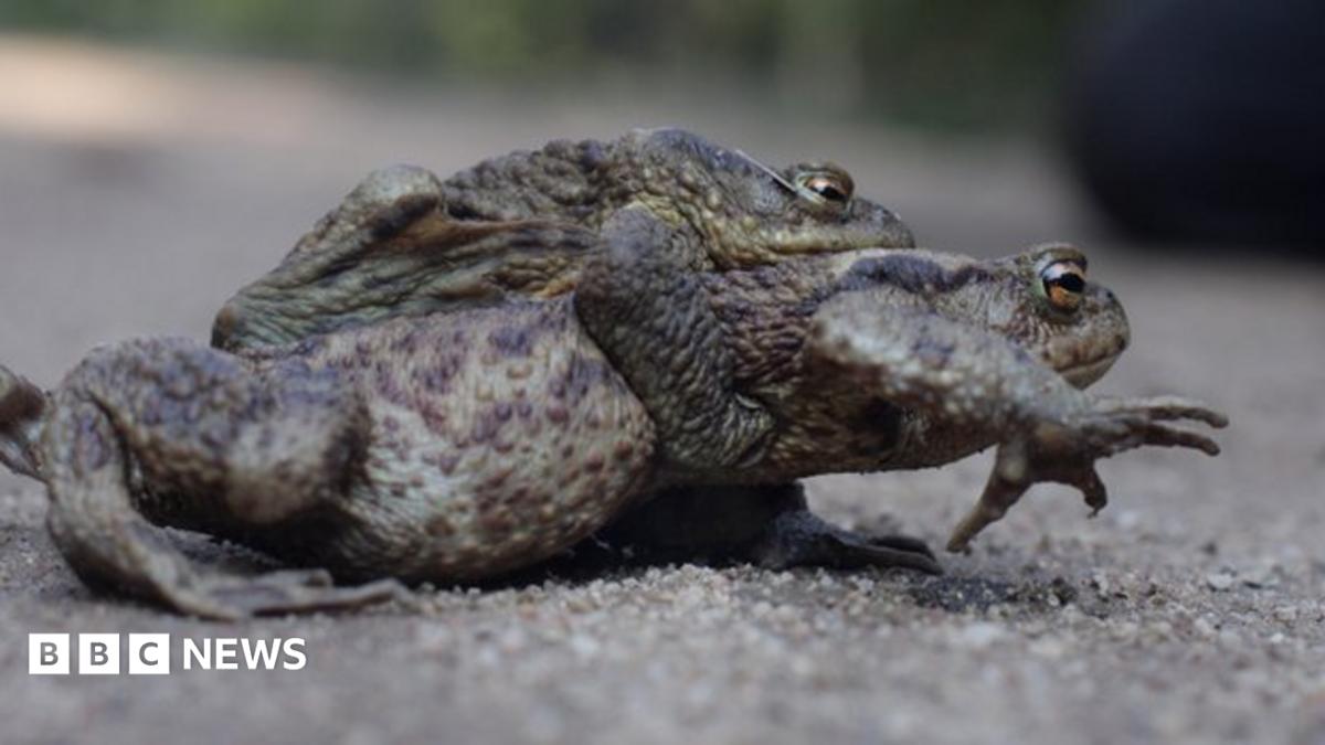 Estonia: Volunteers guide 20,000 frogs across roads - BBC News