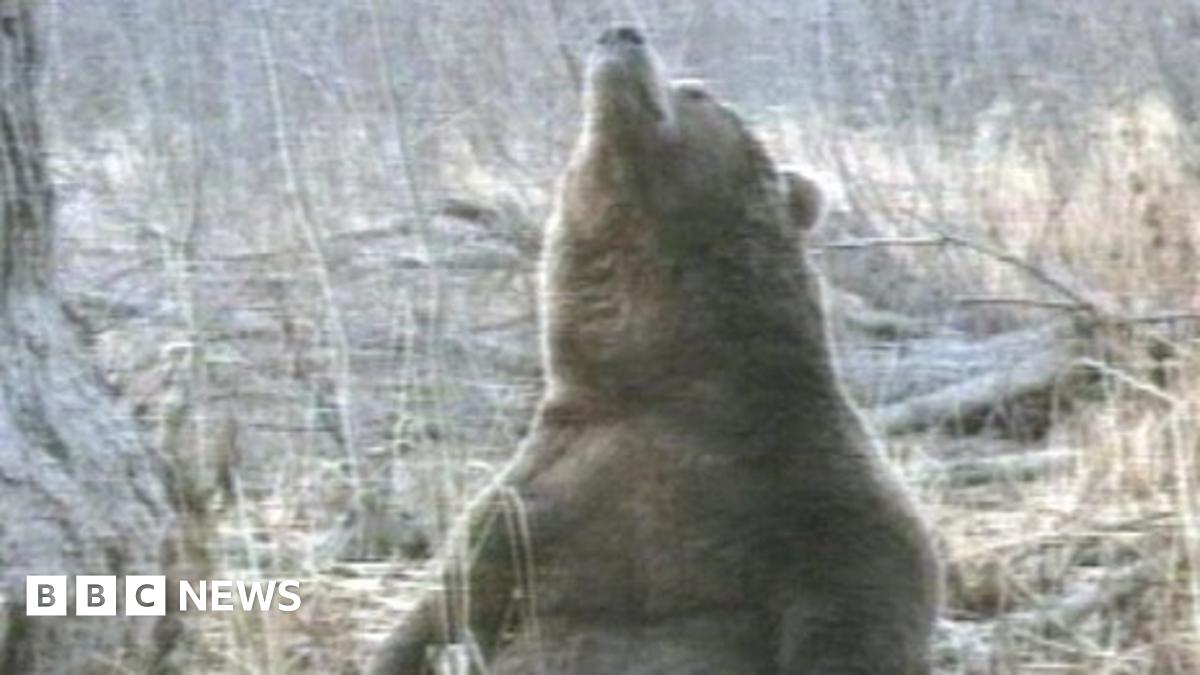 Russian bear attack: Woman 'in critical condition' - BBC News