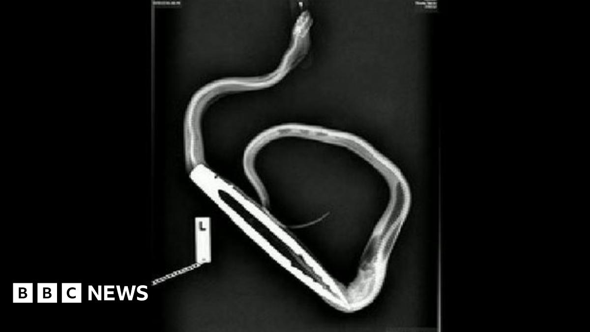 Australian pet python has BBQ tongs surgically removed - BBC News