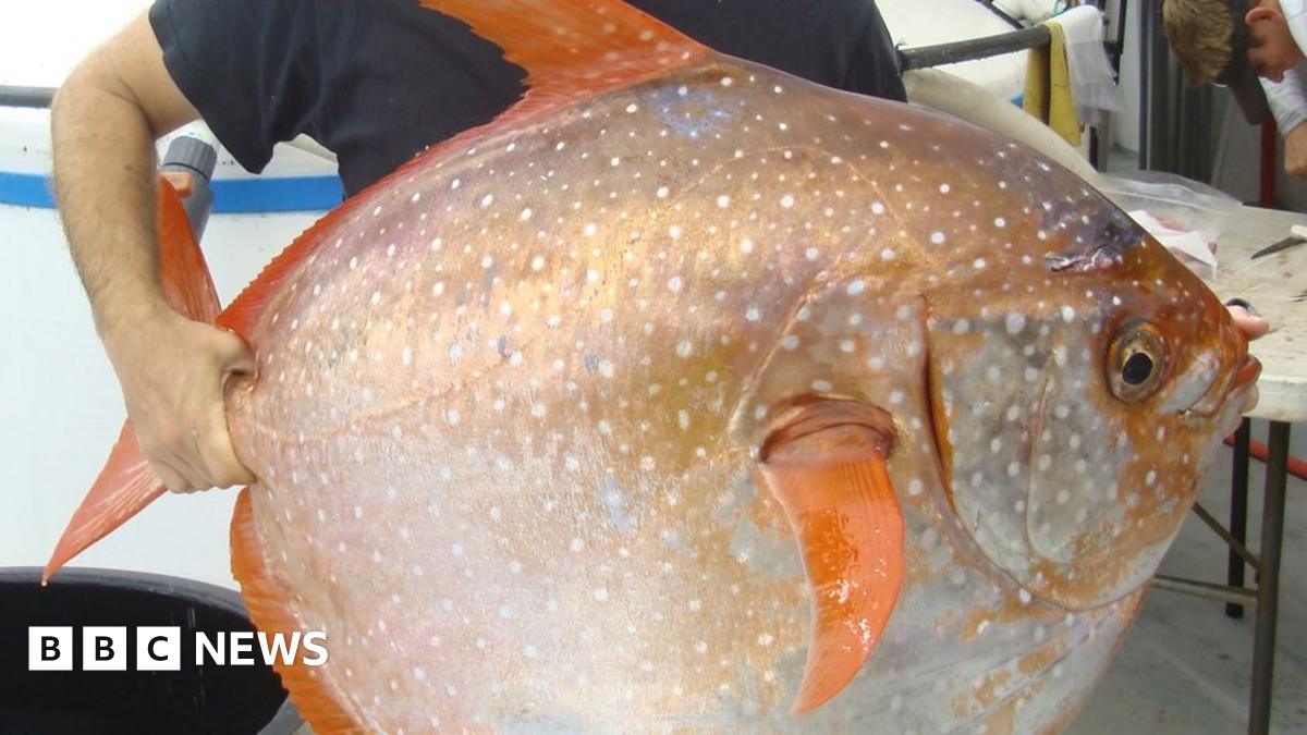 Warm-blooded fish traps its own heat in the deep - BBC News