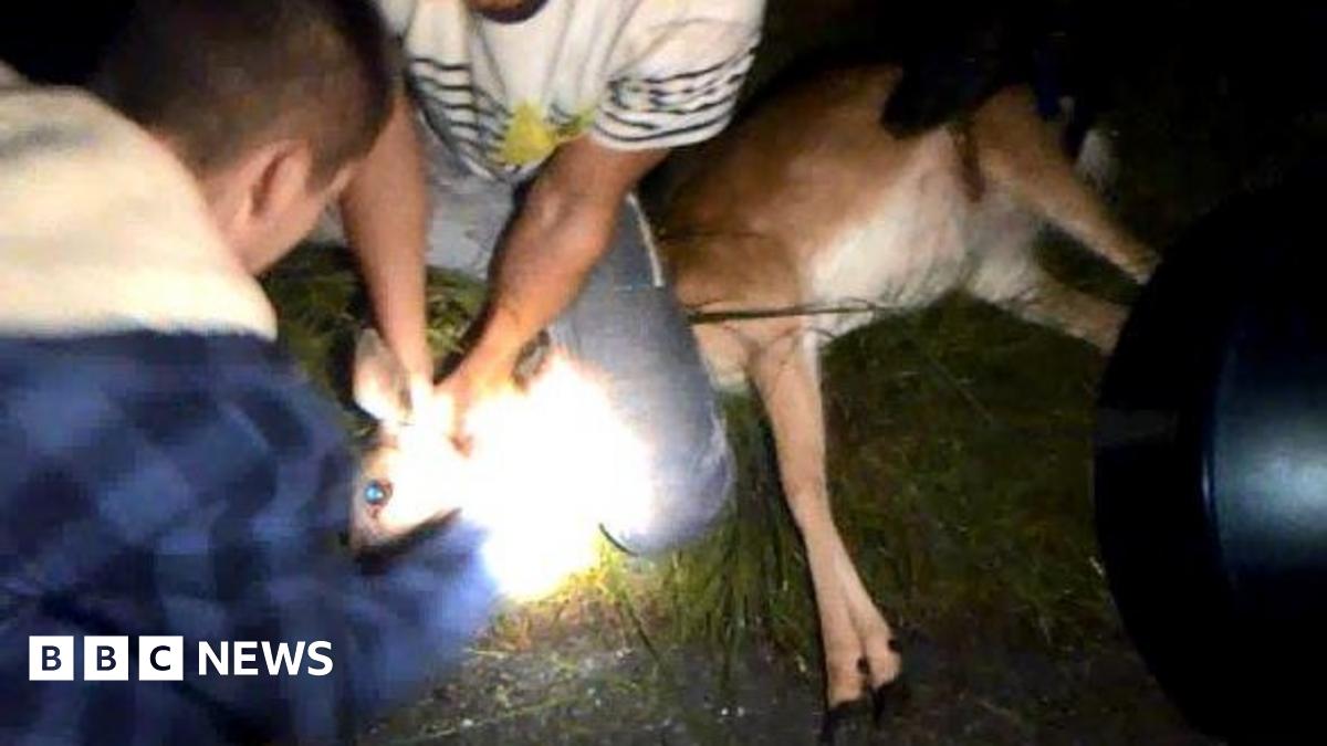 Pair jailed over 'barbaric' deer death - BBC News