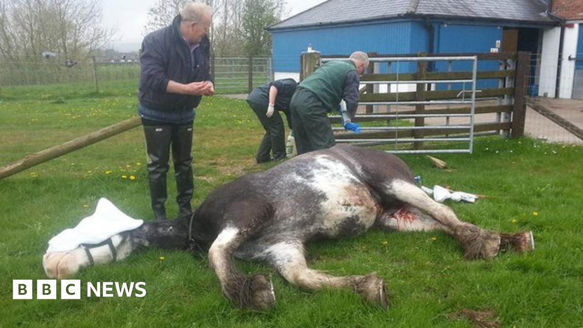 Cumbrian Heavy Horses attack: Reward after mare impaled - BBC News