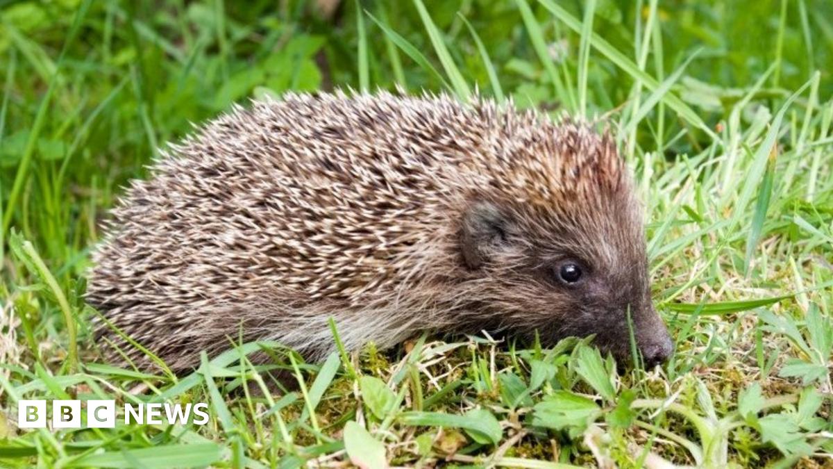 Dead hedgehog reports needed for Reading conservation study - BBC News