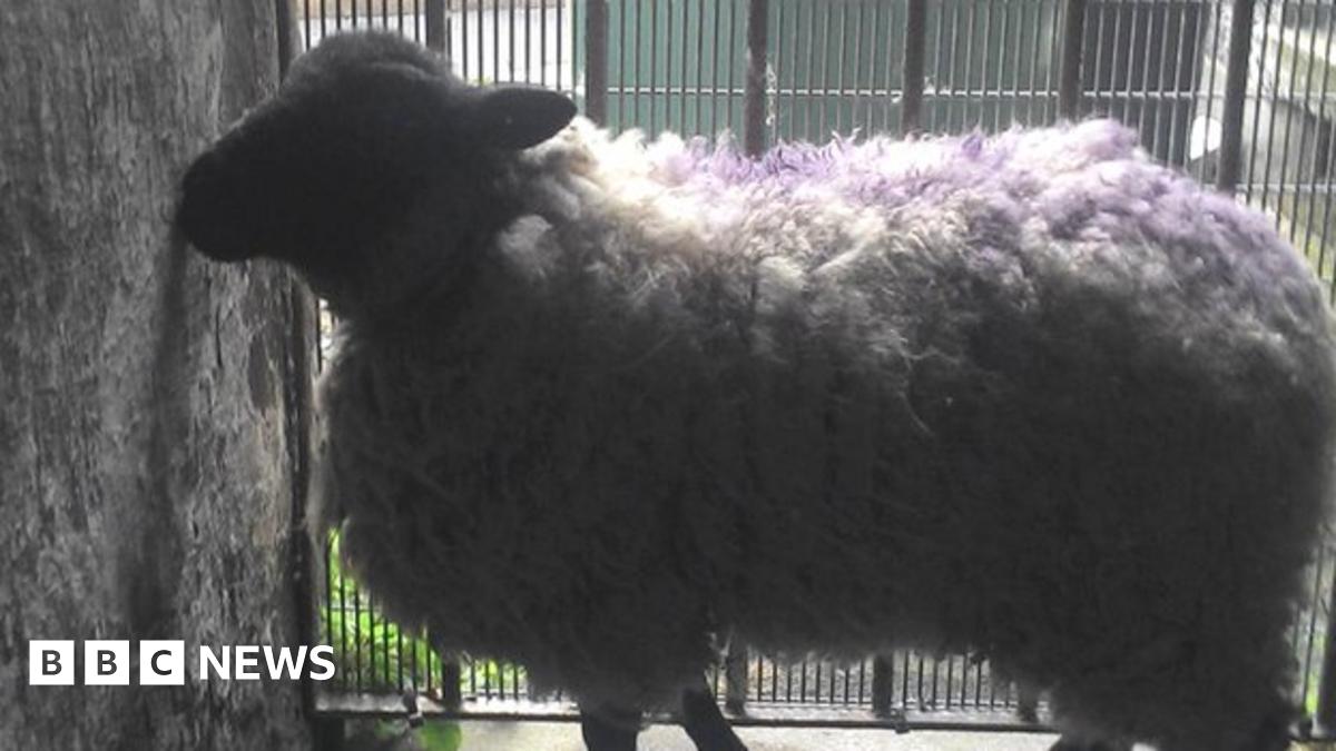 Sheep found in Dublin city centre flats - BBC News