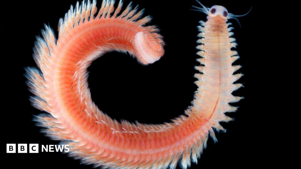 Ocean's hidden world of plankton revealed in 'enormous database' - BBC News