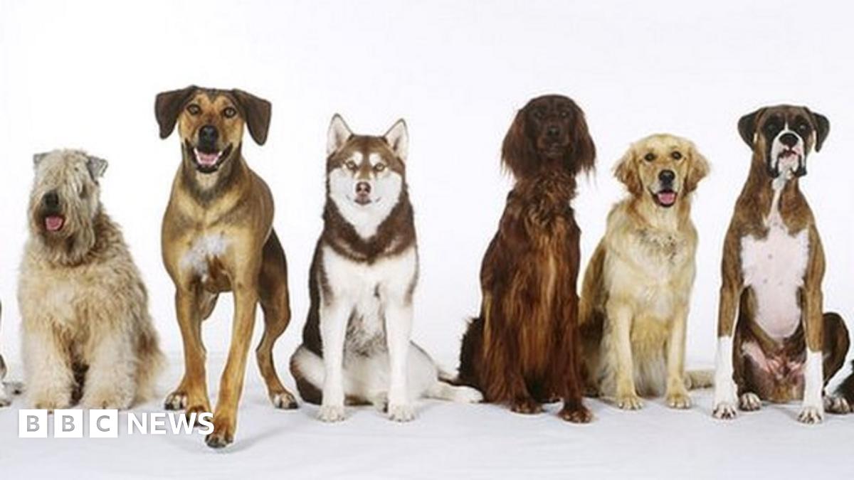 DNA hints at earlier dog evolution - BBC News