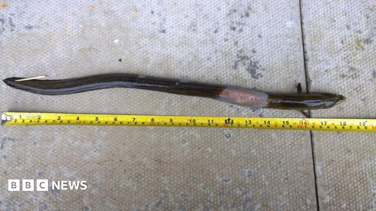 Eel illness sparks fears for salmon in Scottish rivers - BBC News
