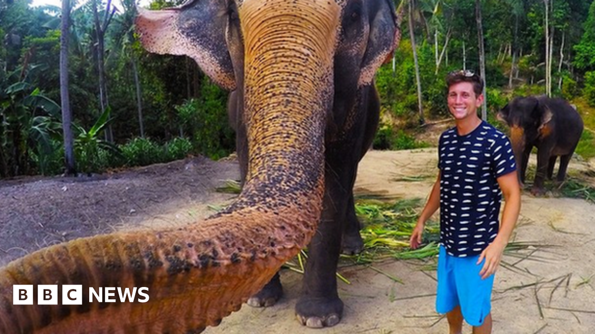 The amazing elephant selfie. But is it a world first? - BBC News