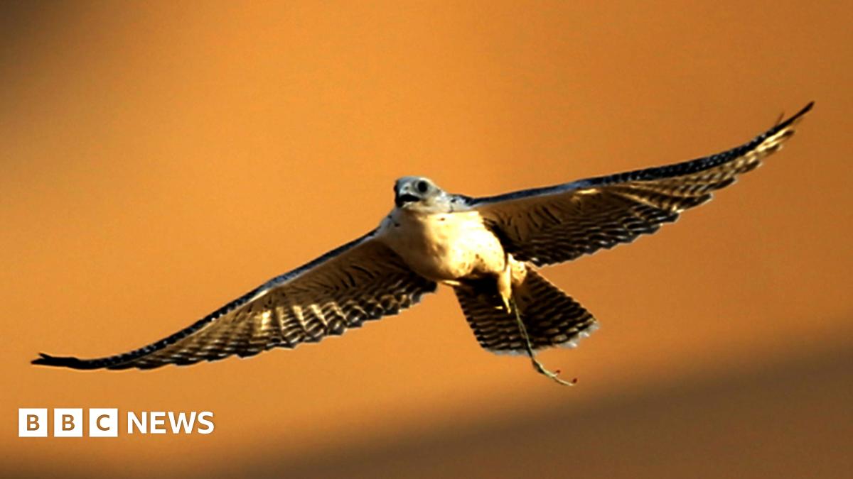 Welcome to the falcon hospital of Qatar - BBC News