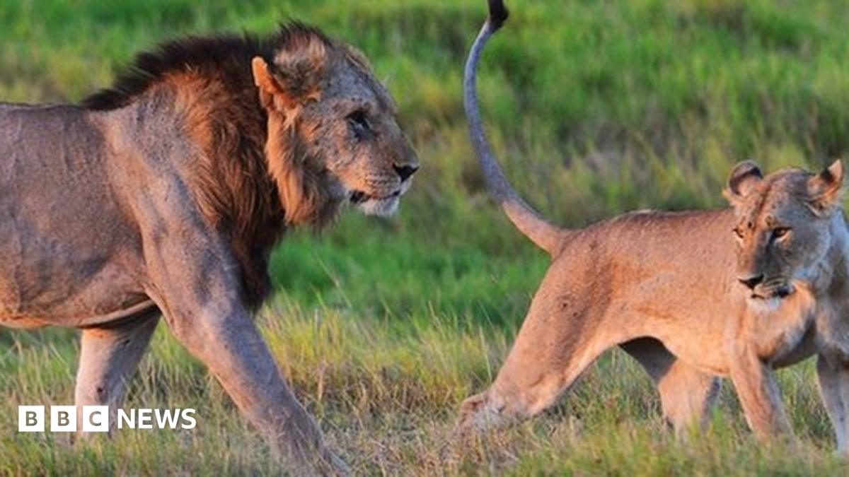 Why Zambia lifted ban on hunting lions and leopards - BBC News
