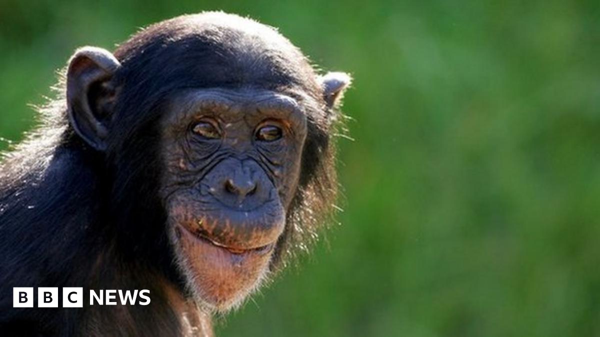 Should animals have the same rights as humans? - BBC News