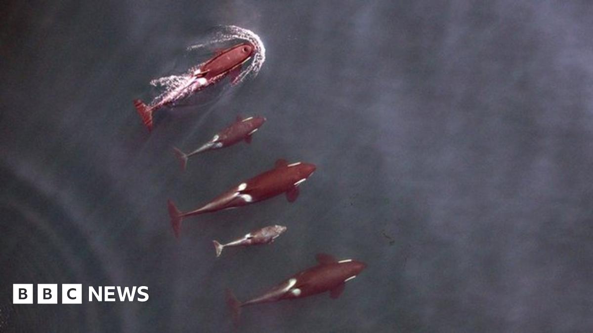 In pictures: Drones take whale science to new heights - BBC News