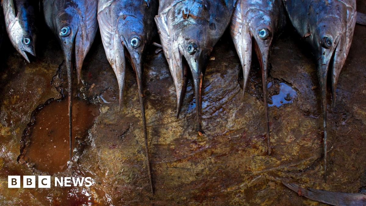 Hawaii man dies after being impaled by swordfish - BBC News