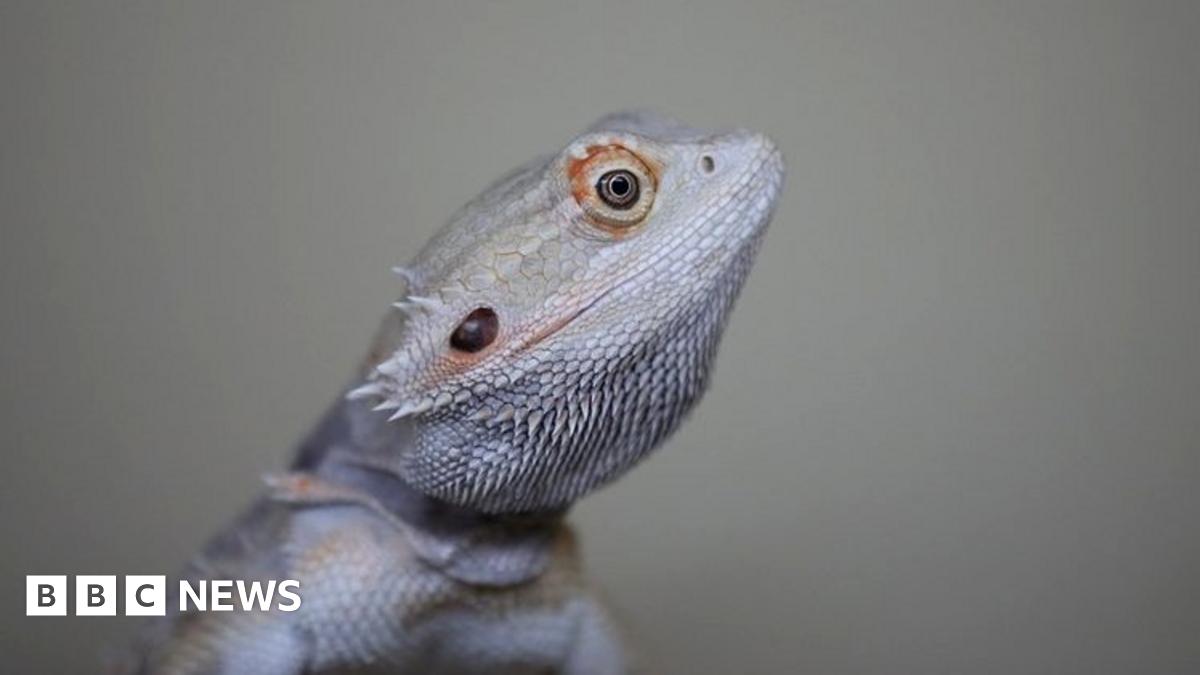 In pictures: Exotic animal rescue - BBC News