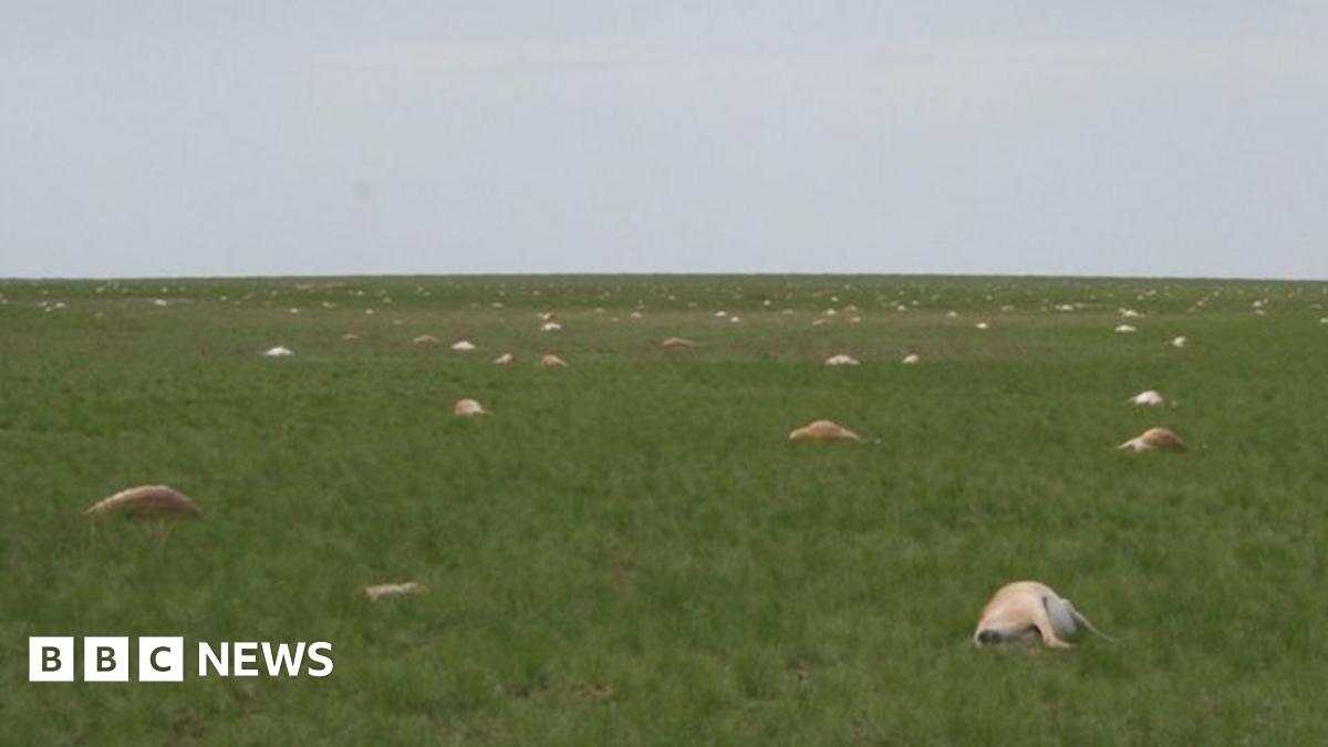 Scientists probe mysterious wave of antelope deaths - BBC News