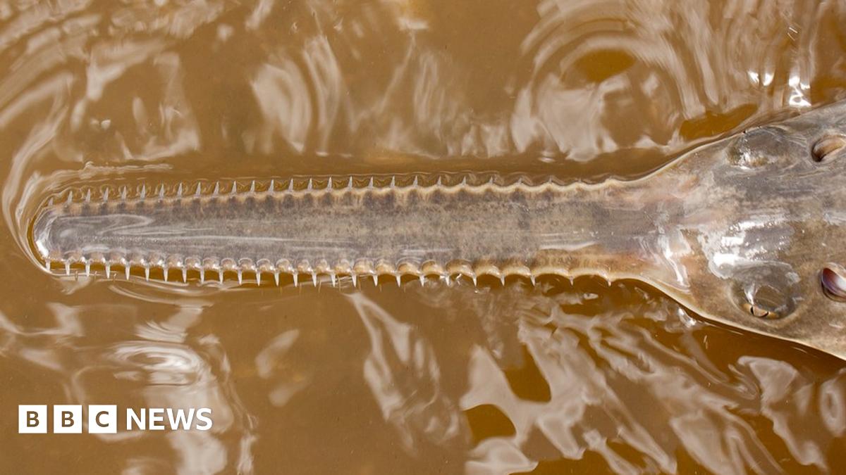 'Virgin-born' sawfish are a first in the wild - BBC News