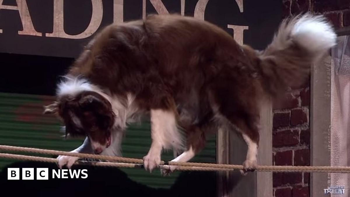 Britain's Got Talent champion shocked by 'double dog' tightrope ...