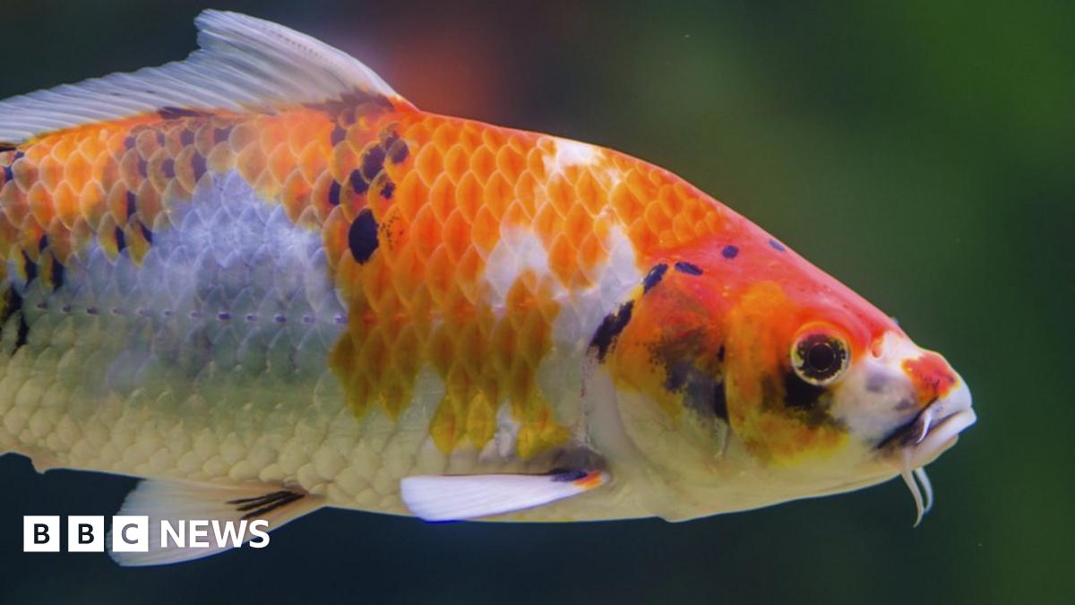 'Stolen' Kirkpatrick Fleming fish found 'lurking' in pond - BBC News