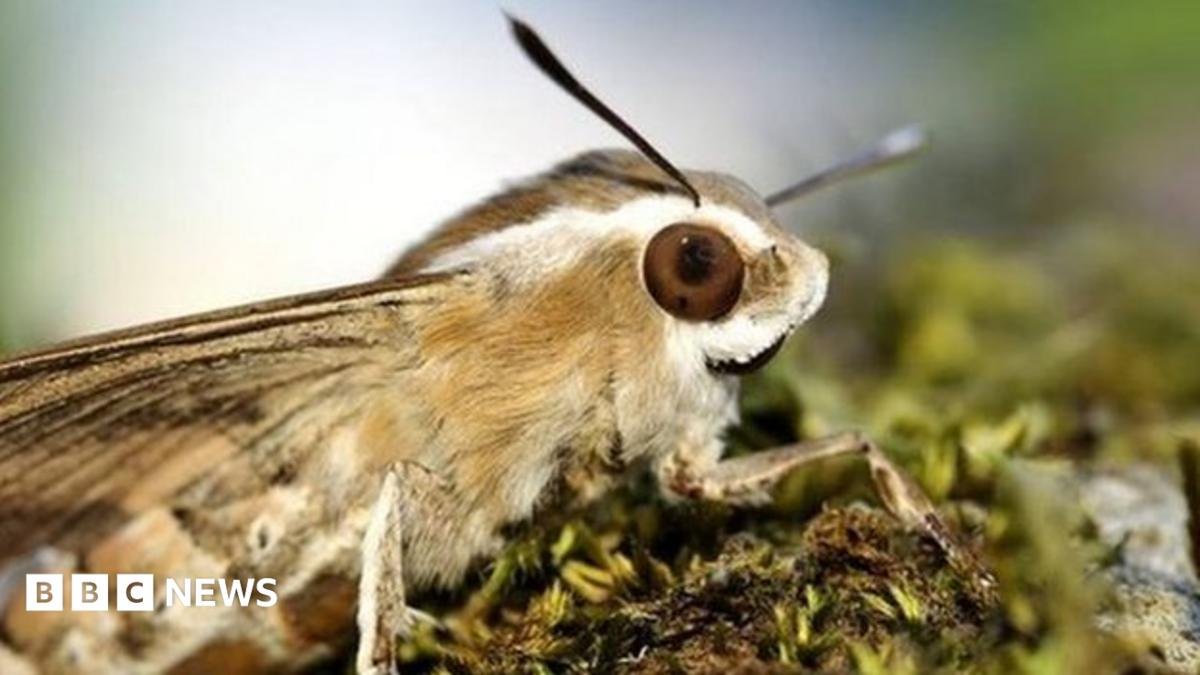 Striped hawk moth found on Herefordshire common - BBC News