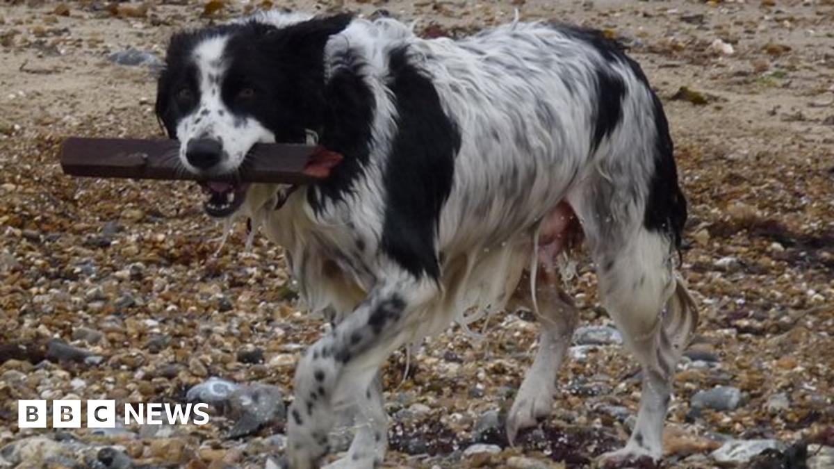 Jersey dog mess campaign targets ten areas - BBC News