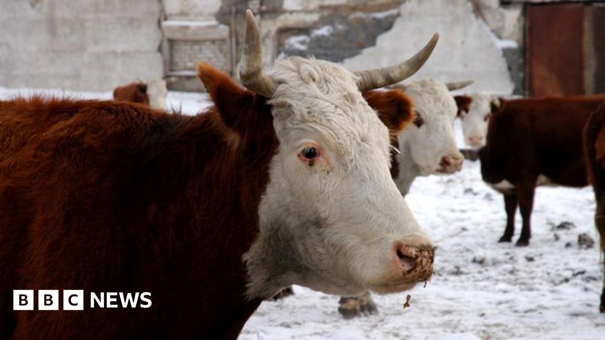 Milk digestion's 'more recent rise' - BBC News