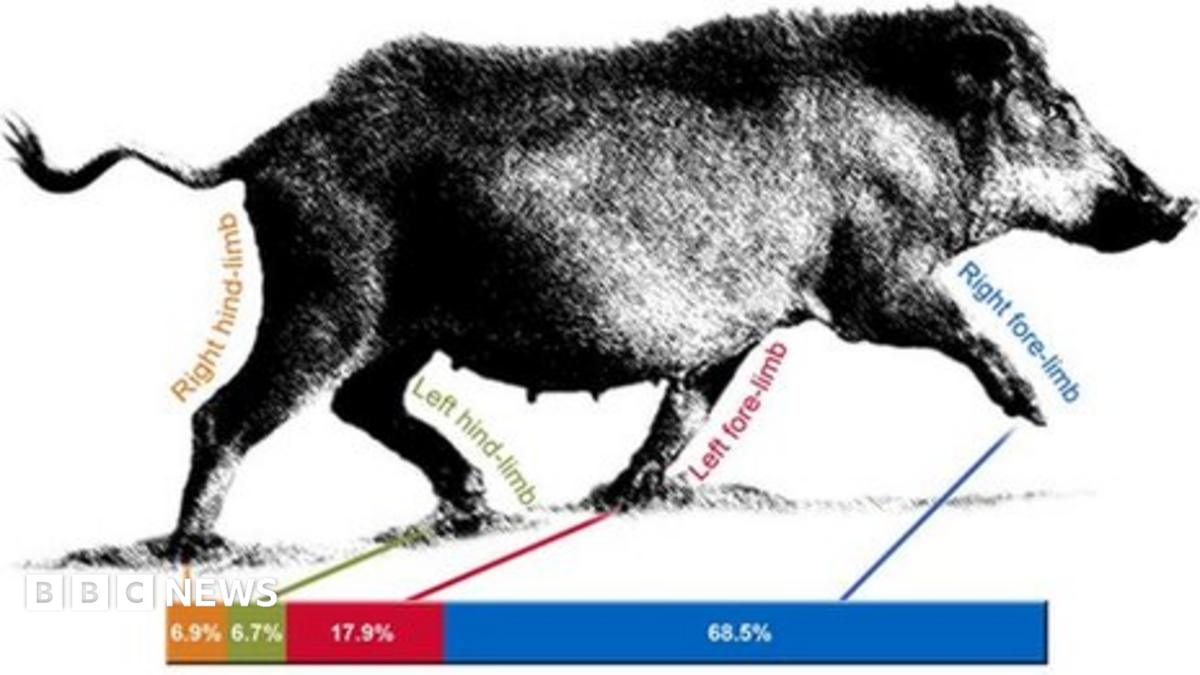Evidence found of prehistoric pork feasting practices - BBC News