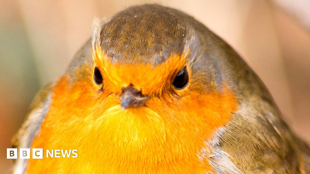 Who, what, why: How aggressive are robins? - BBC News