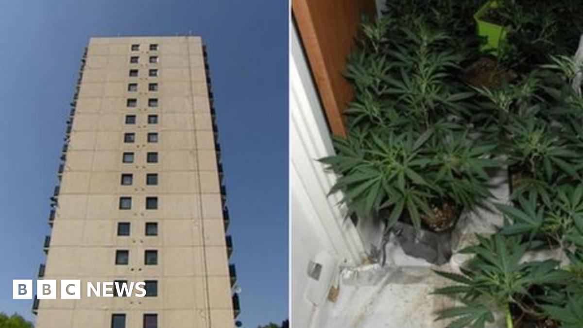 High-rise cannabis farm sniffed out by police in Everton - BBC News