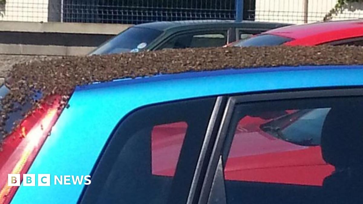 Newbie urban beekeepers 'lead to increase in swarms' - BBC News