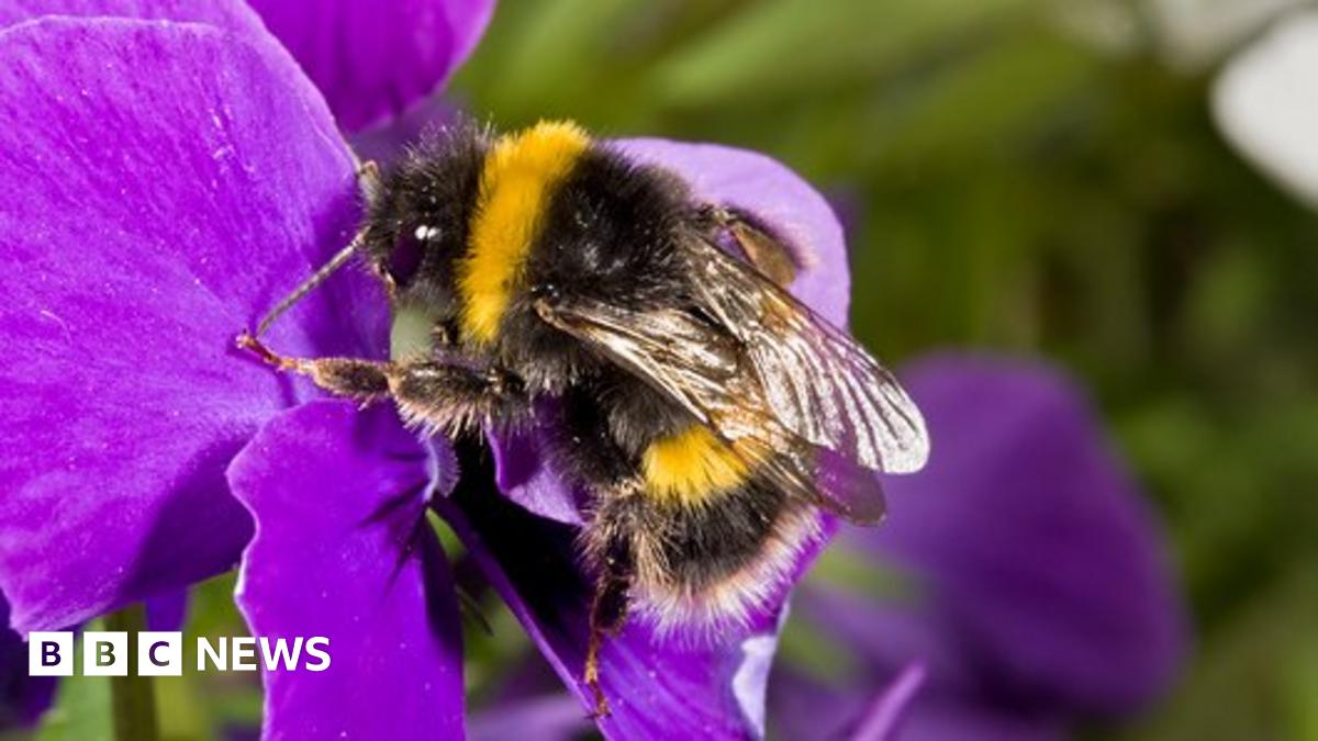 Protect more bee species to safeguard crops, say scientists - BBC News