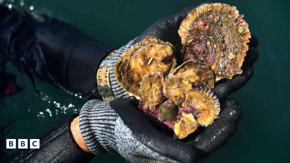 Could oysters be the key to clean water? - BBC Newsround